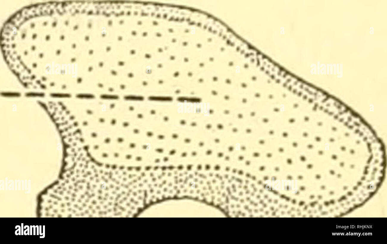 . Biology of the vertebrates : a comparative study of man and his ...
