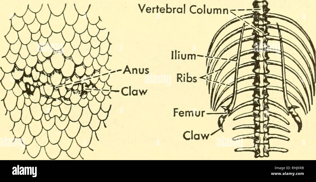 . Biology of the vertebrates : a comparative study of man and his ...