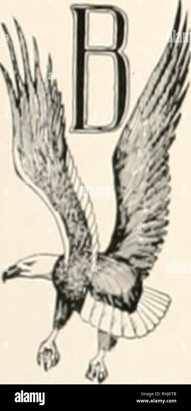 Strongly hooked bill hi-res stock photography and images - Alamy