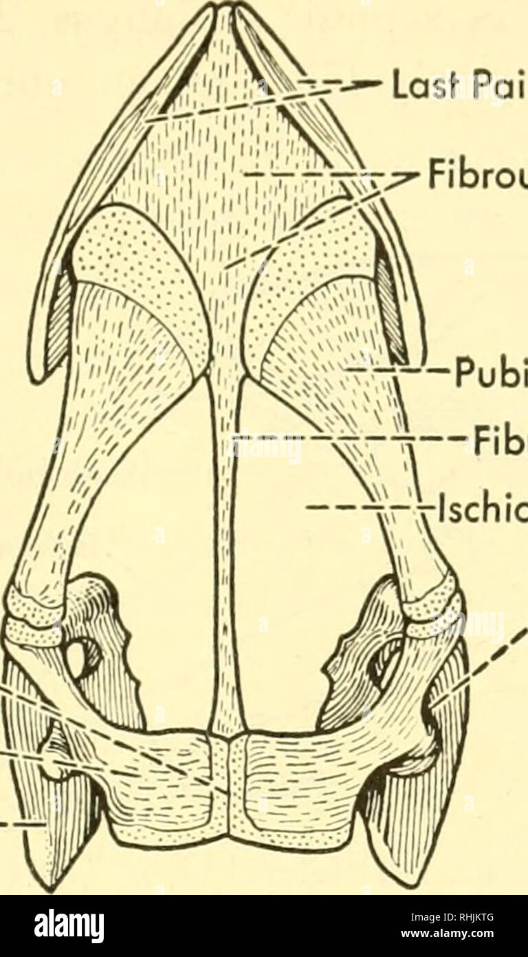 . Biology of the vertebrates : a comparative study of man and his ...