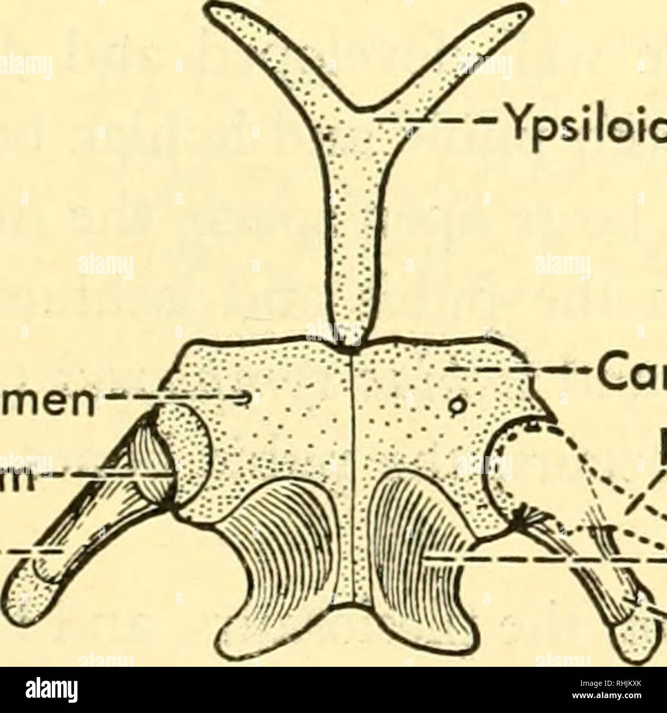 Vertebrates pelvic girdle hi-res stock photography and images - Alamy