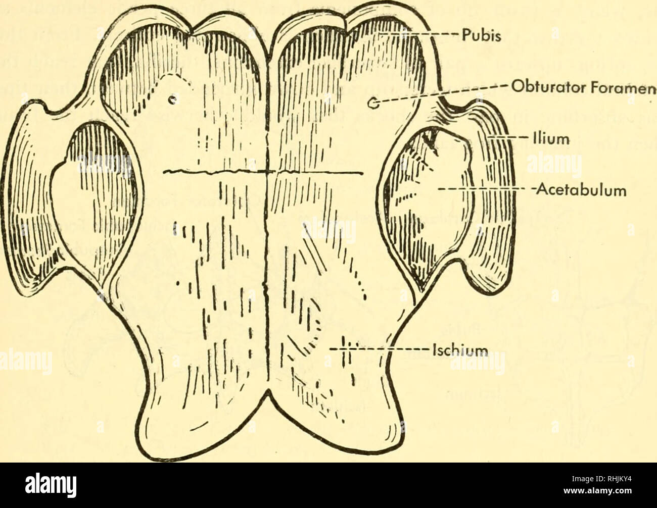 Vertebrates pelvic girdle hi-res stock photography and images - Alamy