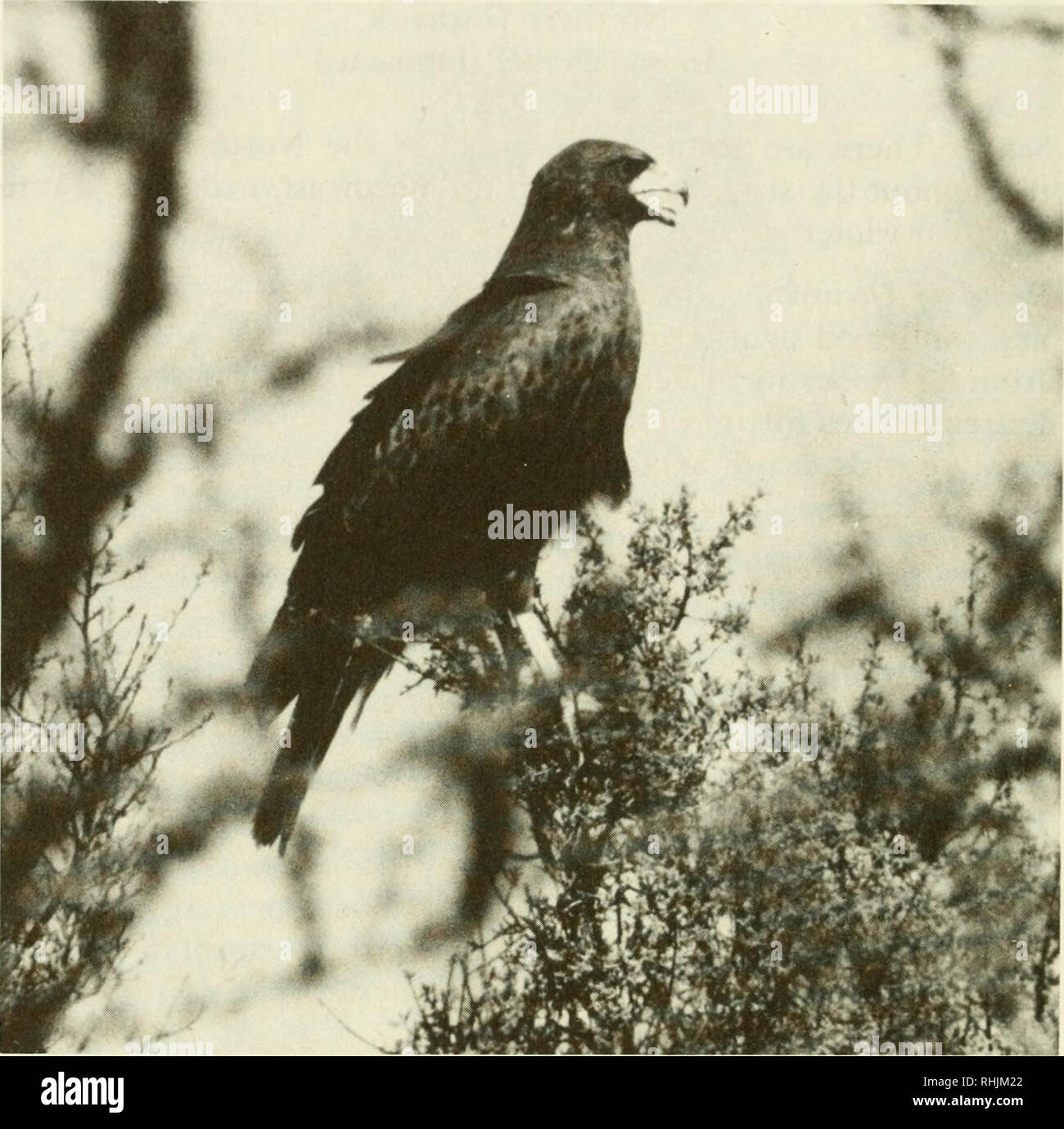 Harris hawk nest hi-res stock photography and images - Alamy
