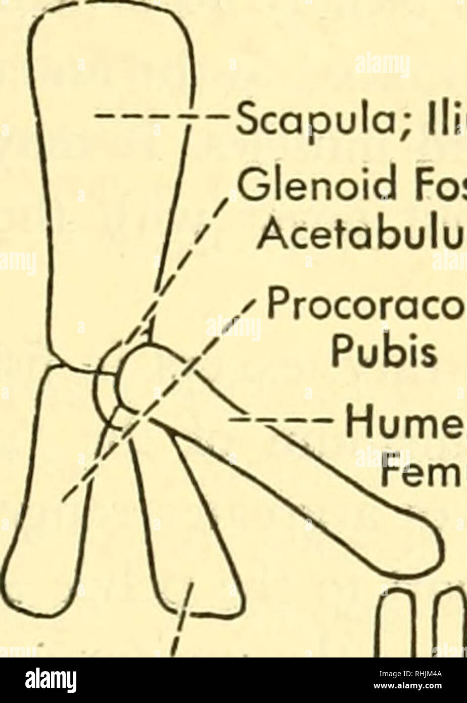 . Biology of the vertebrates : a comparative study of man and his ...