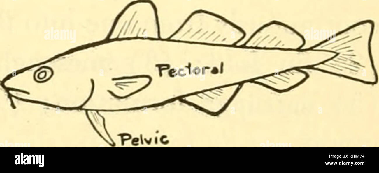 Comparative anatomy fish and man hi-res stock photography and images ...
