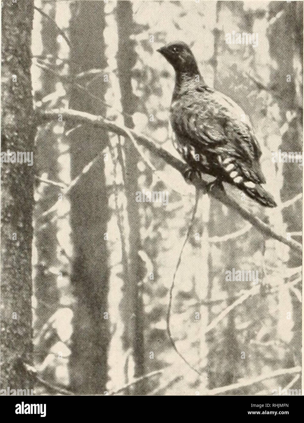 . Birds of America;. Birds -- North America. I6 BIRDS OF AMERICA ...