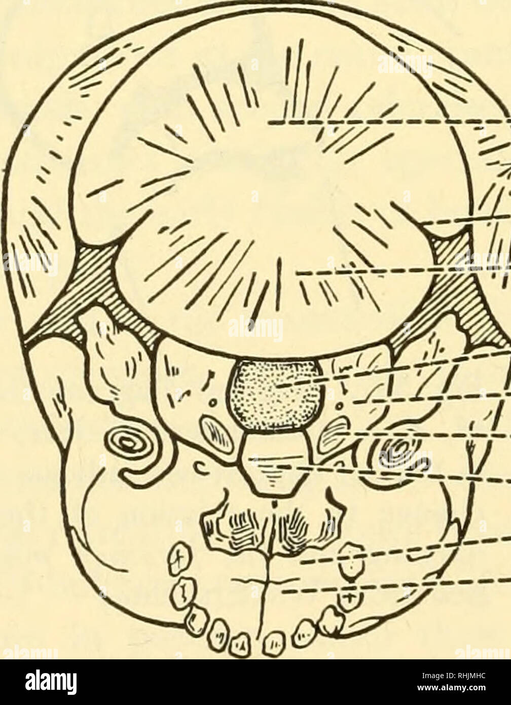 Os occipital animal hi-res stock photography and images - Alamy