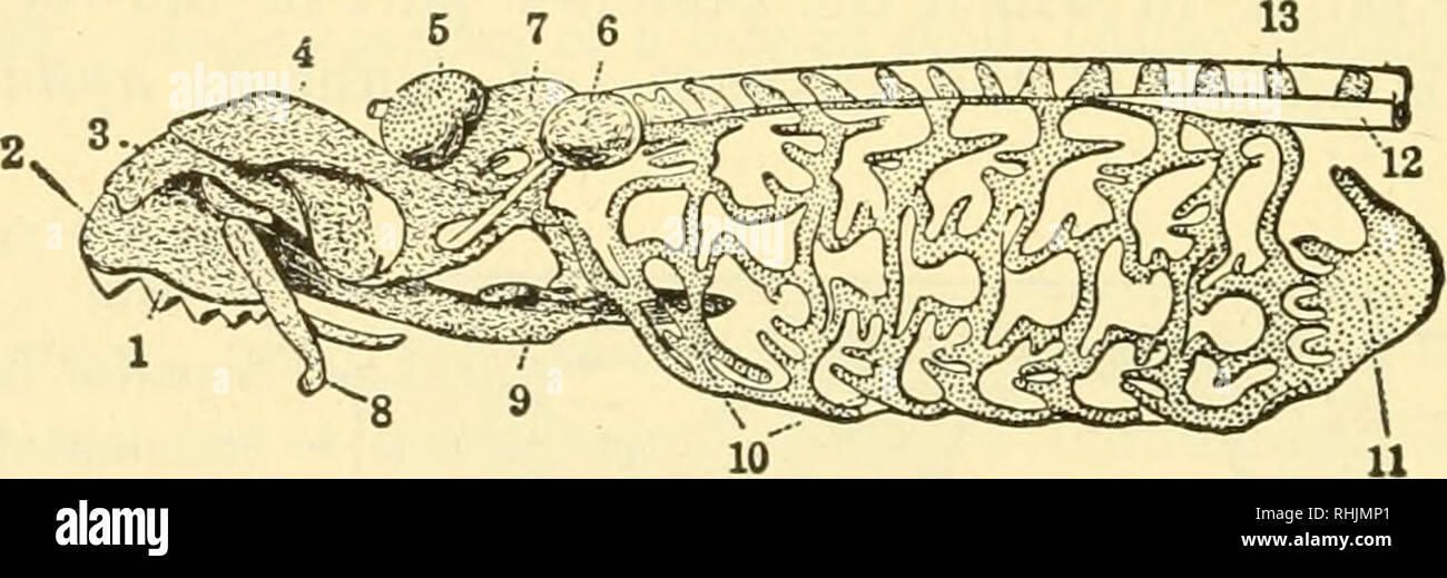 Anapsid skull hi-res stock photography and images - Alamy