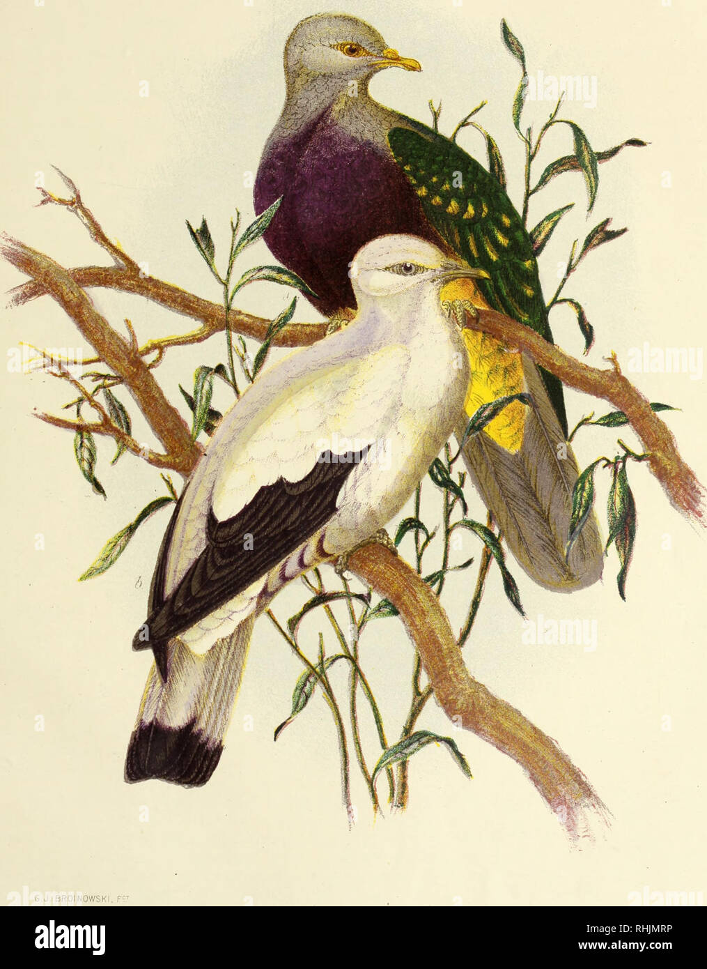 Stuart pigeon hi-res stock photography and images - Alamy