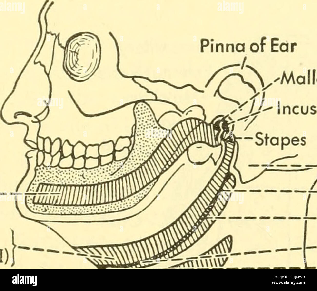 Cat trachea hi-res stock photography and images - Alamy