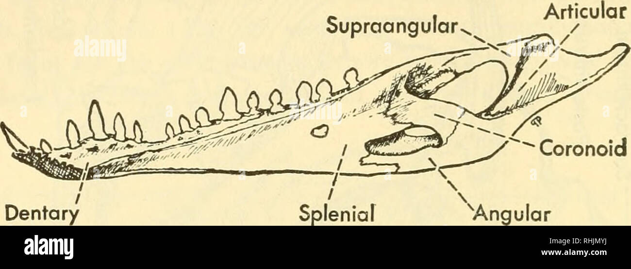 . Biology of the vertebrates : a comparative study of man and his ...