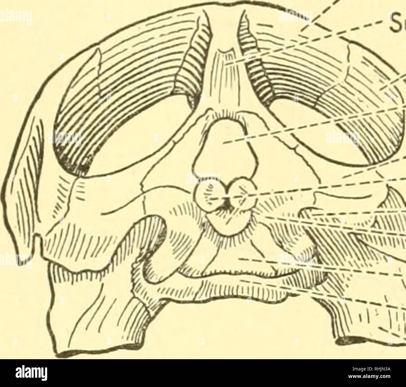 . Biology of the vertebrates : a comparative study of man and his ...