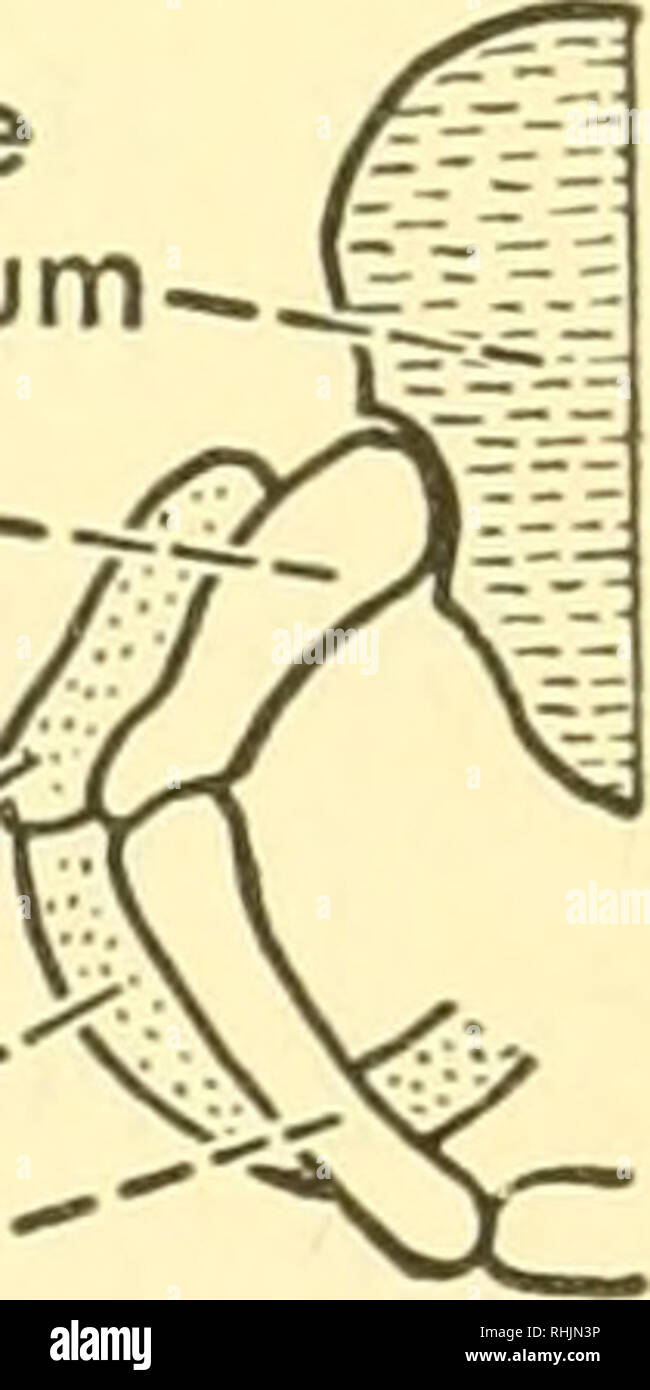 . Biology of the vertebrates : a comparative study of man and his ...