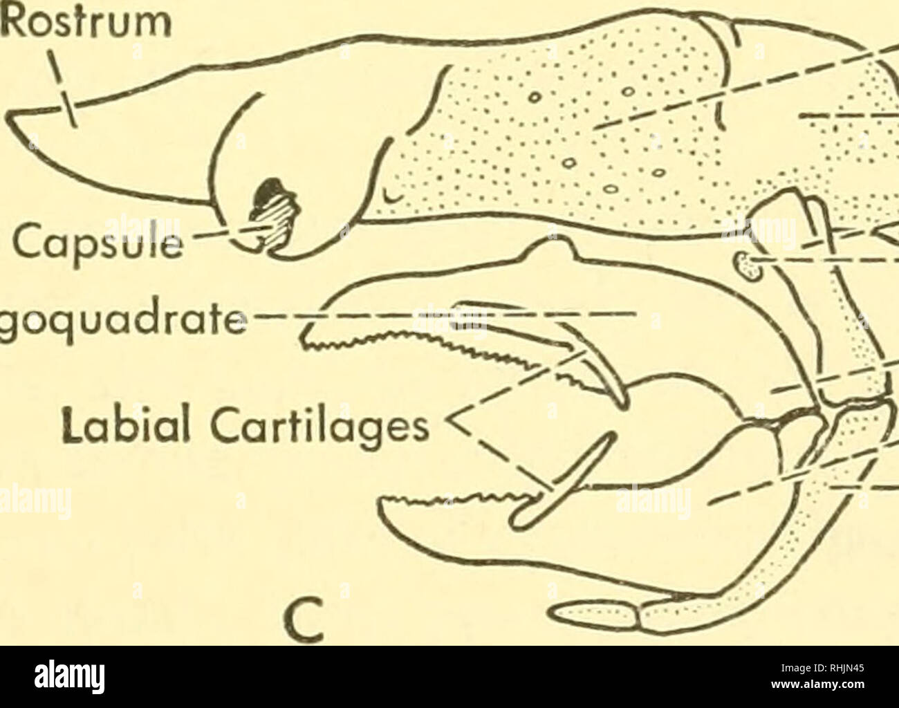Otic capsule hi-res stock photography and images - Alamy