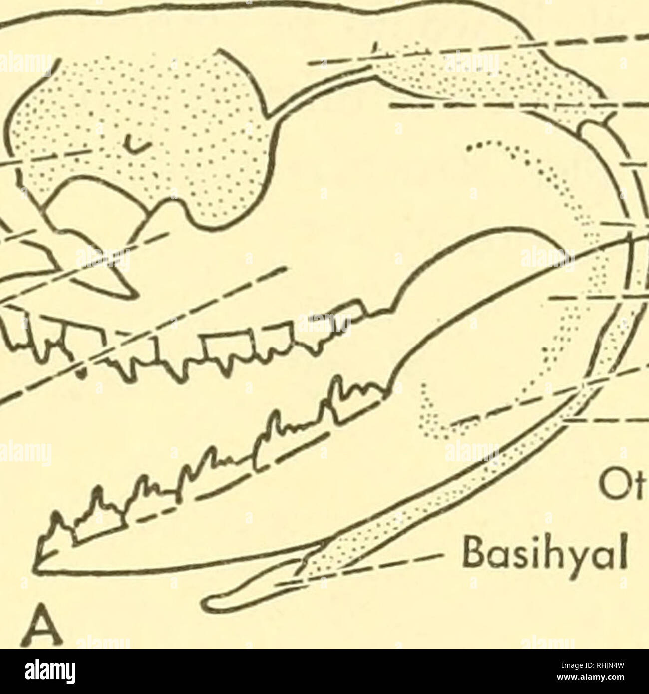 . Biology of the vertebrates : a comparative study of man and his ...