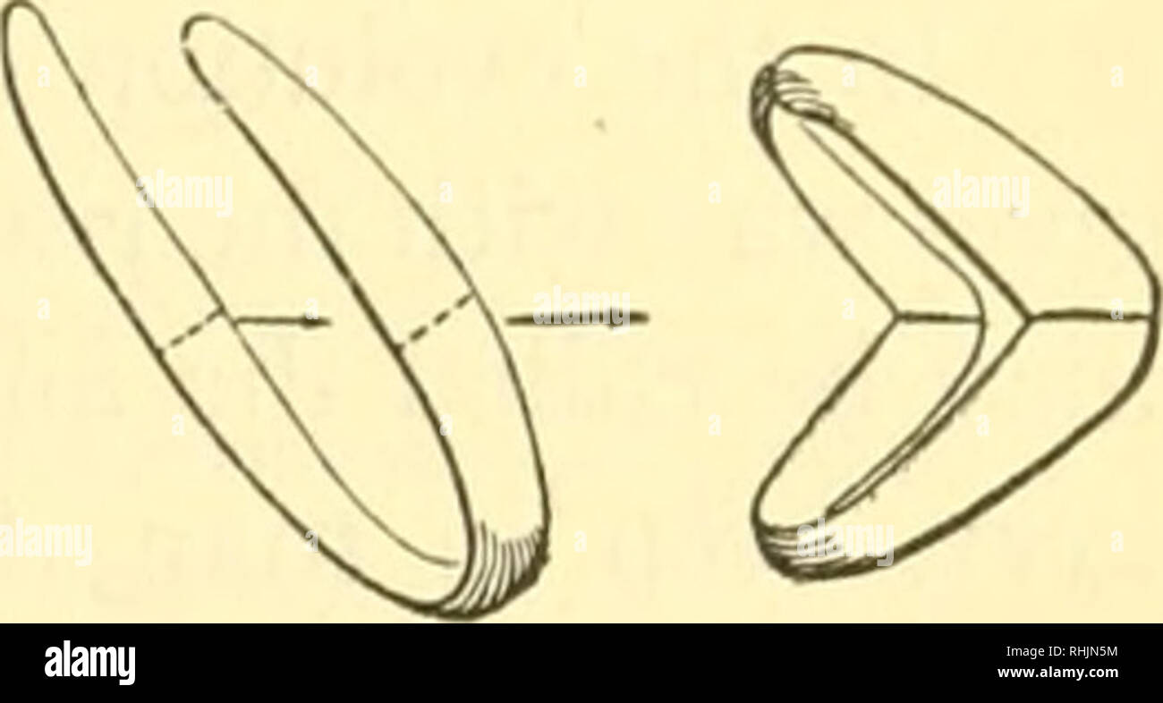 . Biology of the vertebrates : a comparative study of man and his ...