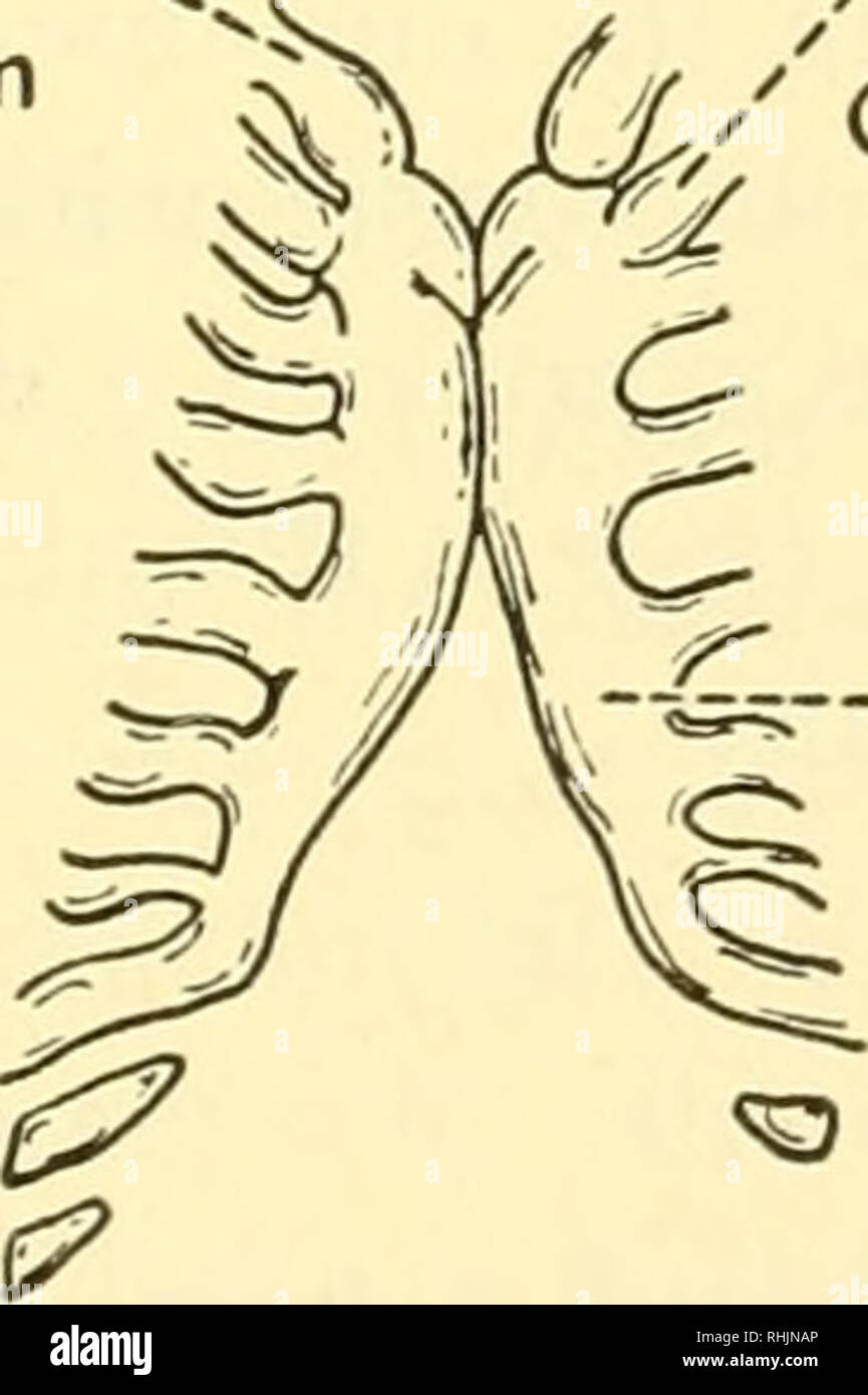 . Biology of the vertebrates : a comparative study of man and his ...