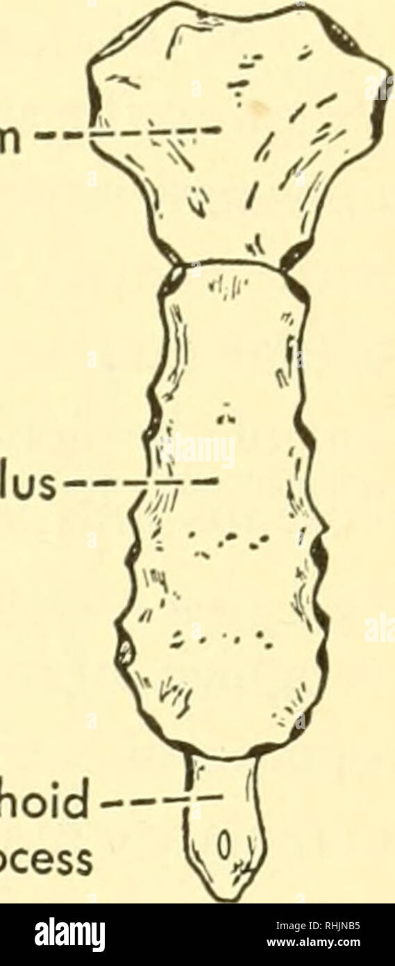 Manubrium Manubrium An Overview | ScienceDirect Topics