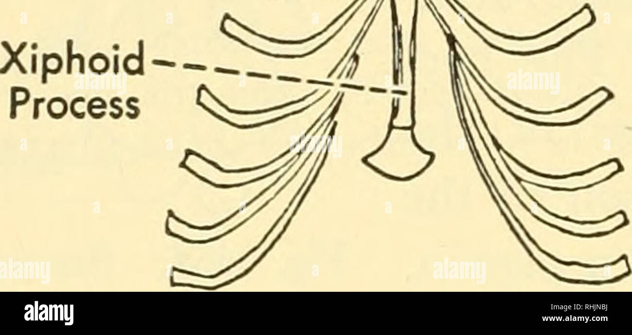 . Biology of the vertebrates : a comparative study of man and his ...
