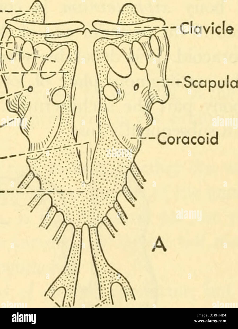 Xiphisternum hi-res stock photography and images - Alamy