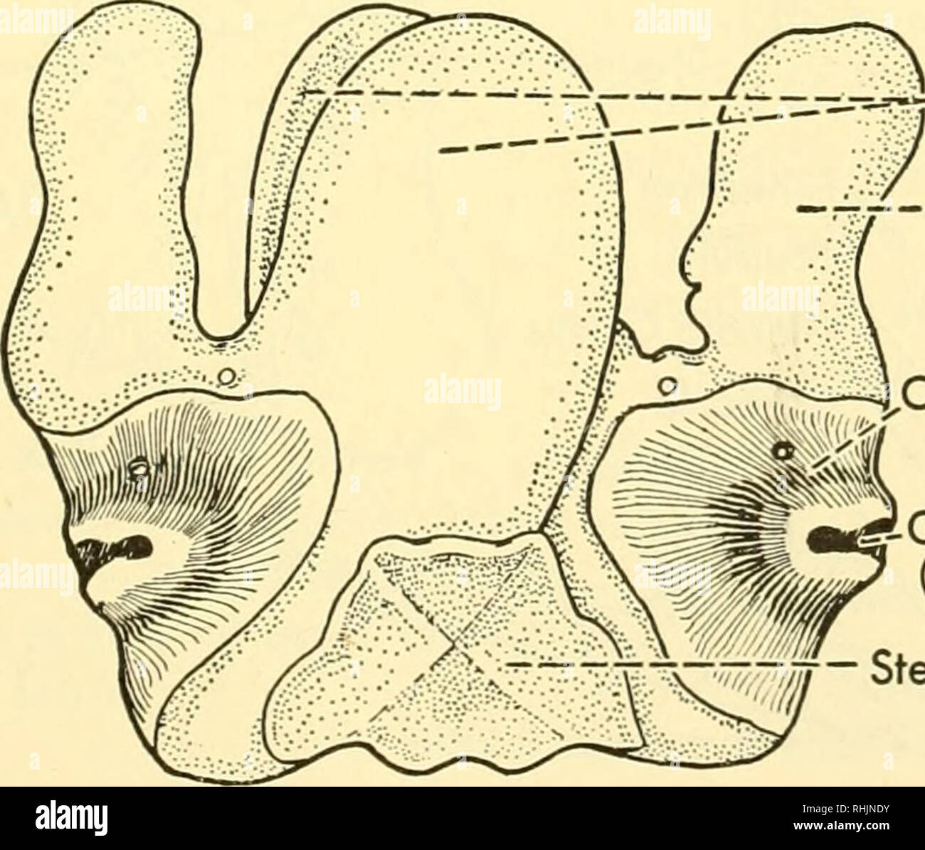 . Biology of the vertebrates : a comparative study of man and his ...