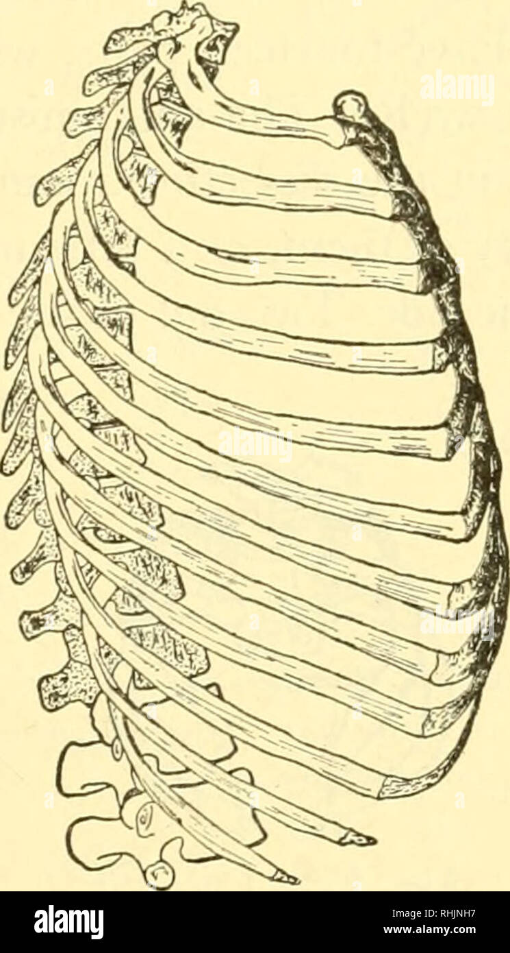 . Biology of the vertebrates : a comparative study of man and his ...