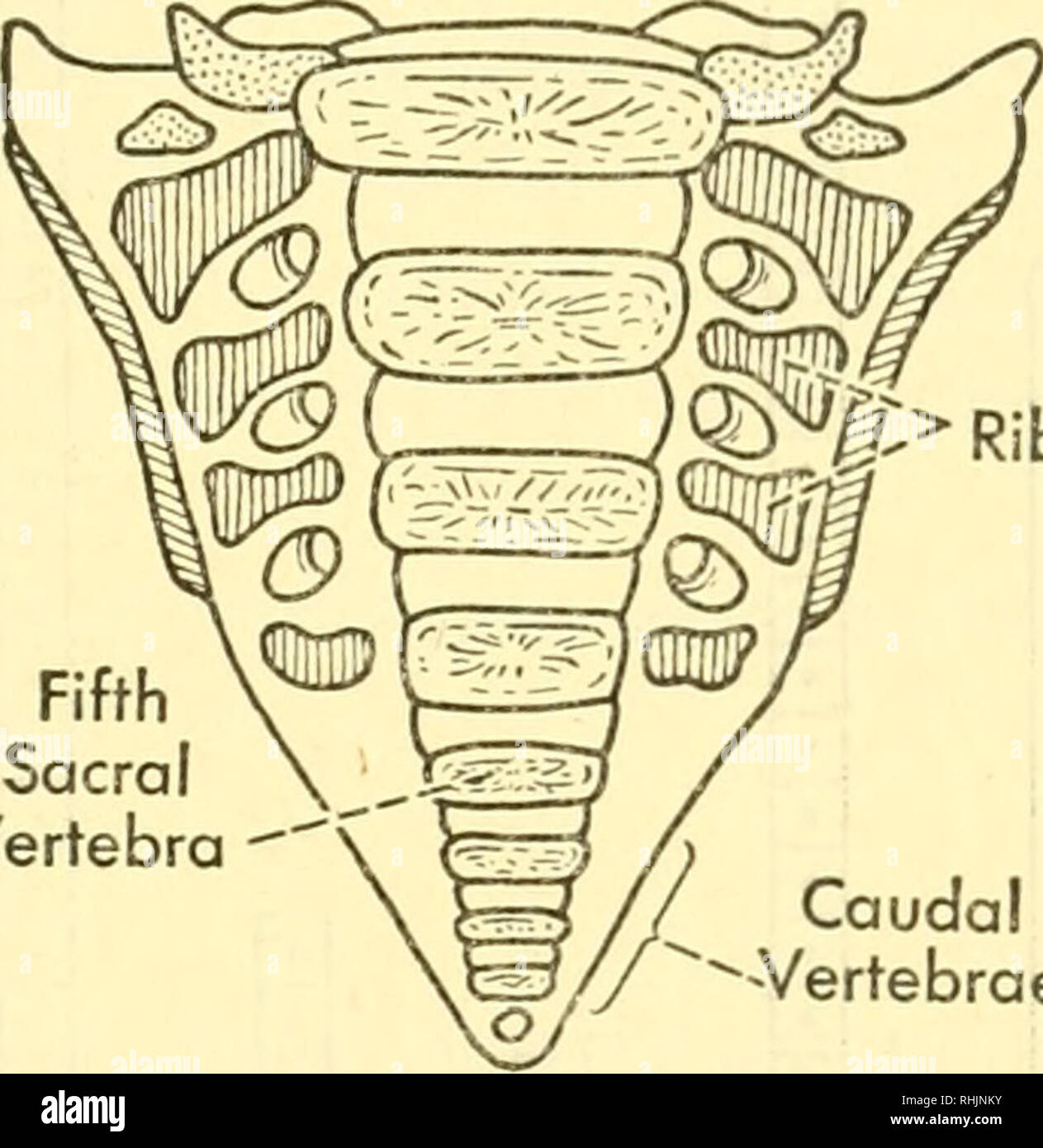 . Biology of the vertebrates : a comparative study of man and his ...