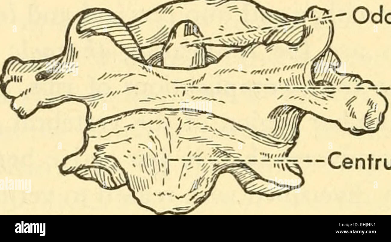. Biology of the vertebrates : a comparative study of man and his ...