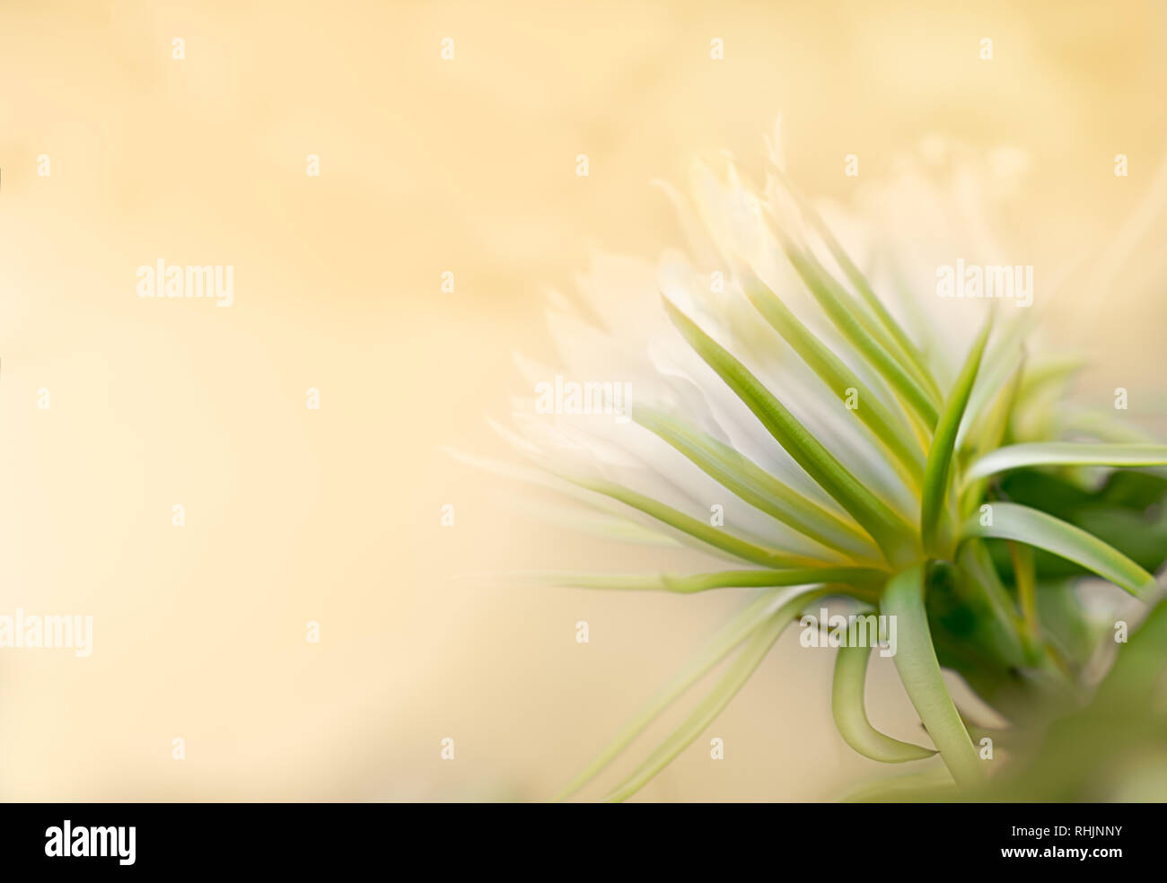 Sympathy card hi-res stock photography and images - Alamy