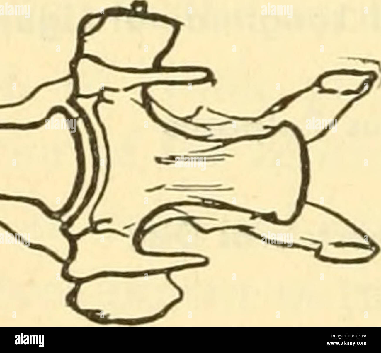 . Biology of the vertebrates : a comparative study of man and his ...