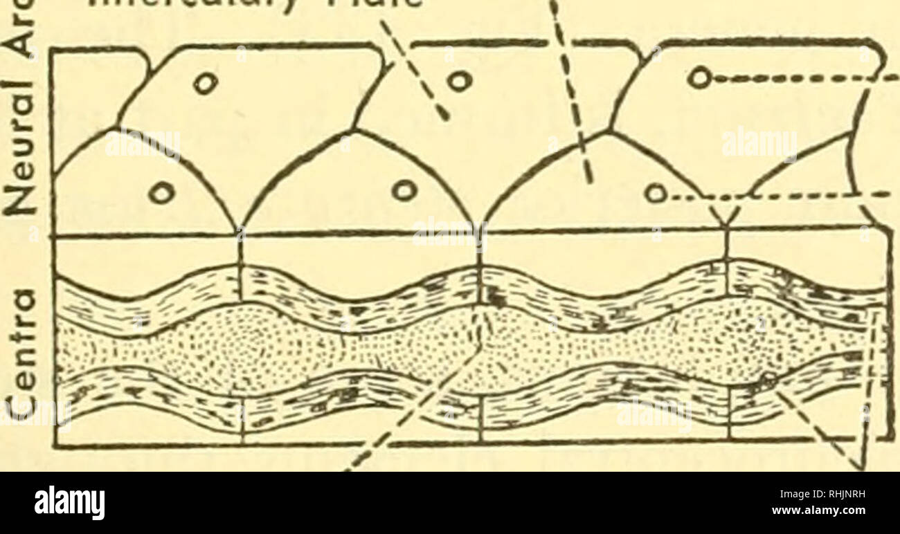. Biology of the vertebrates : a comparative study of man and his ...