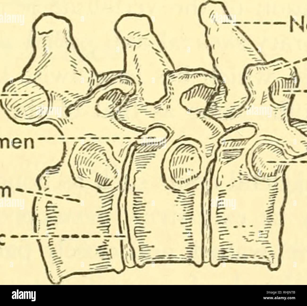 . Biology of the vertebrates : a comparative study of man and his ...