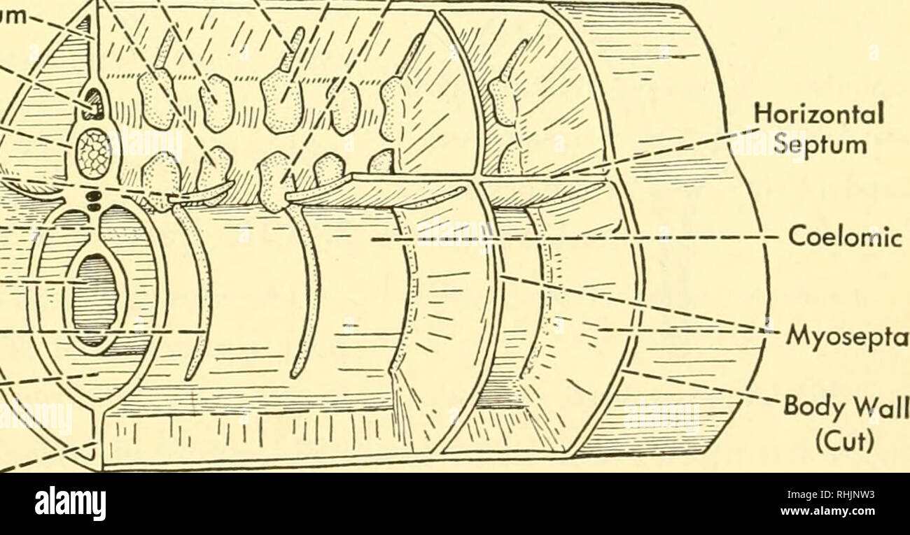 . Biology of the vertebrates : a comparative study of man and his ...