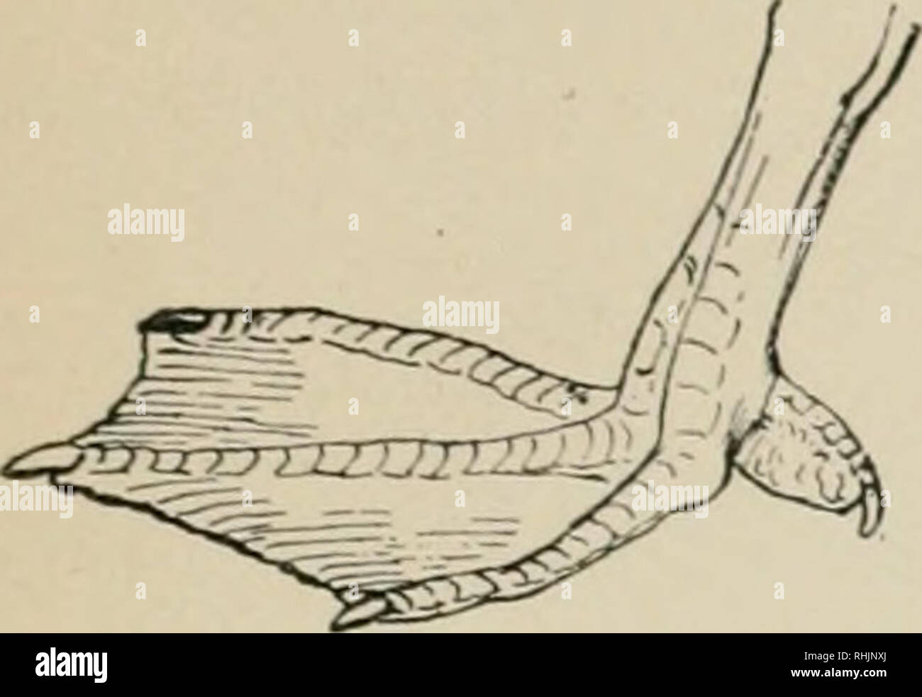 White upper lobe hi-res stock photography and images - Alamy