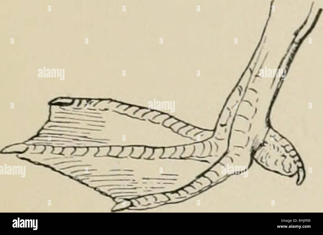 Old squaw ducks hi-res stock photography and images - Alamy