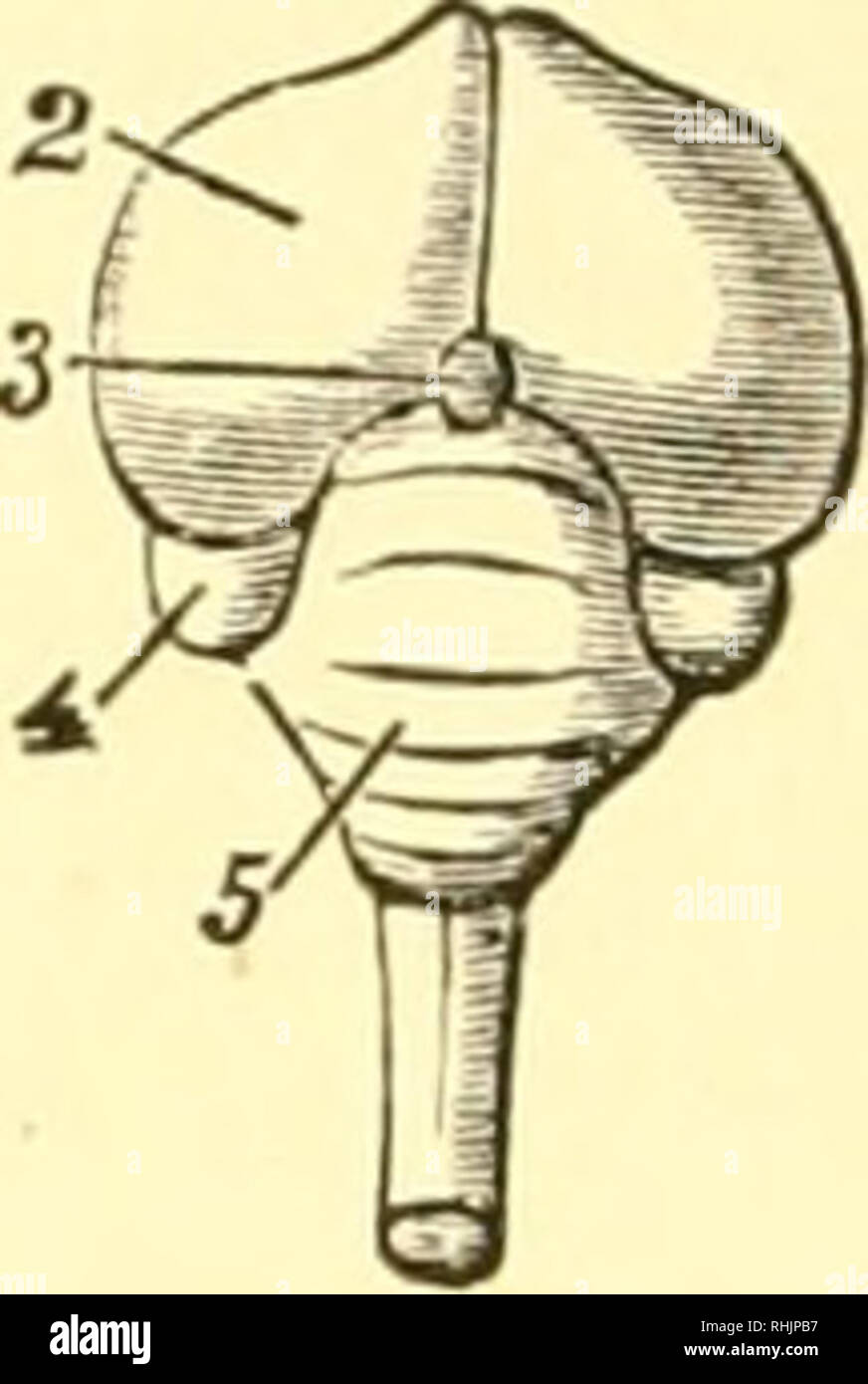 . Birds: the elements of ornithology ; with 174 illustrations whereof ...