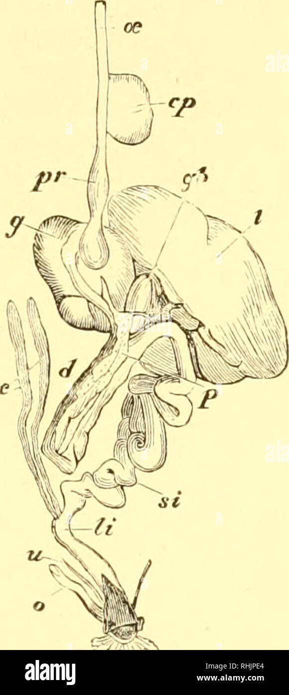 . Birds: the elements of ornithology ; with 174 illustrations whereof ...