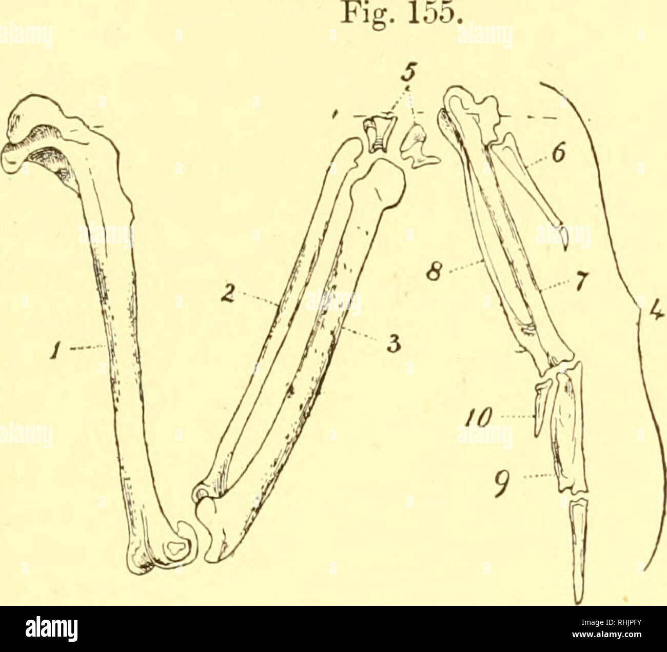 . Birds: the elements of ornithology ; with 174 illustrations whereof ...