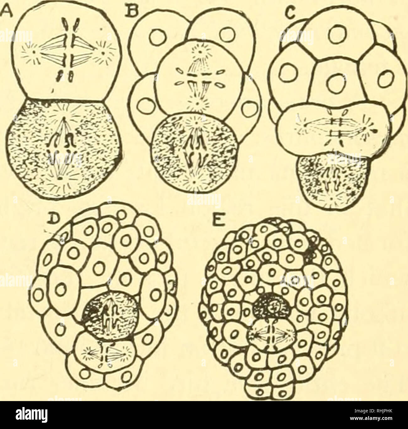 . Biology of the vertebrates : a comparative study of man and his ...