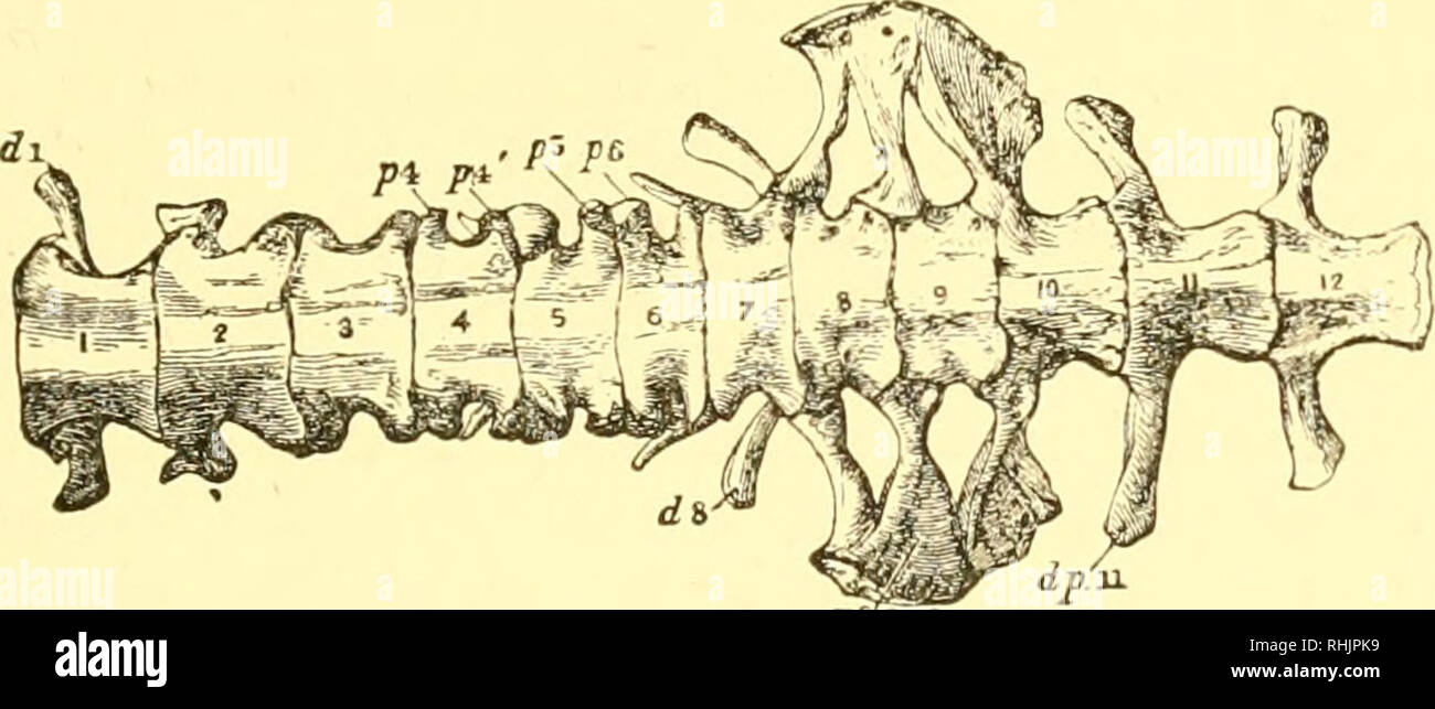 . Birds: the elements of ornithology ; with 174 illustrations whereof ...