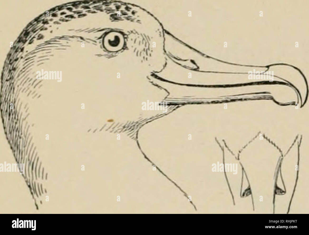 . The birds of eastern North America known to occur east of the ...