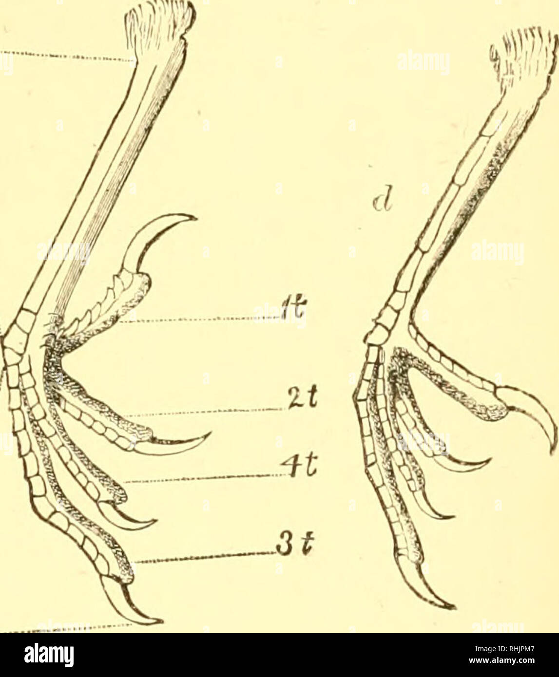 Booted cat hi-res stock photography and images - Alamy