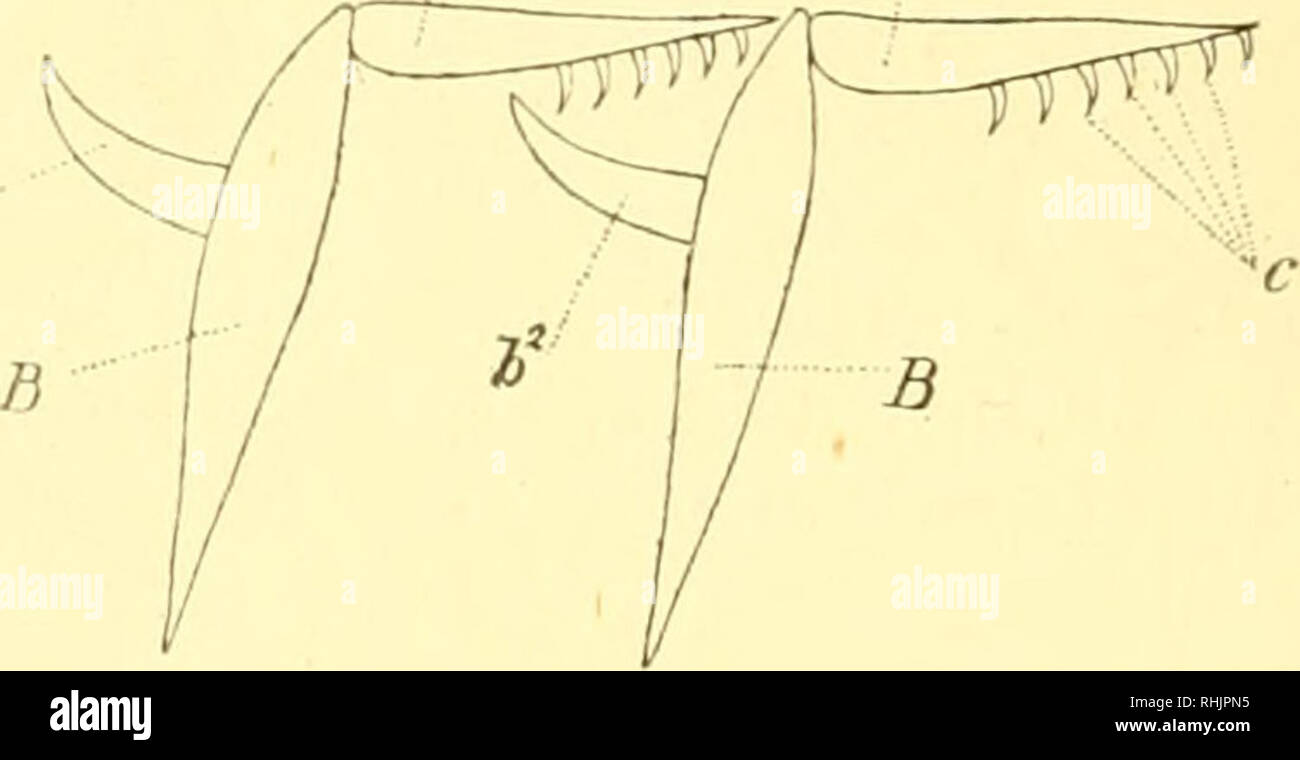 Barbicels High Resolution Stock Photography and Images - Alamy