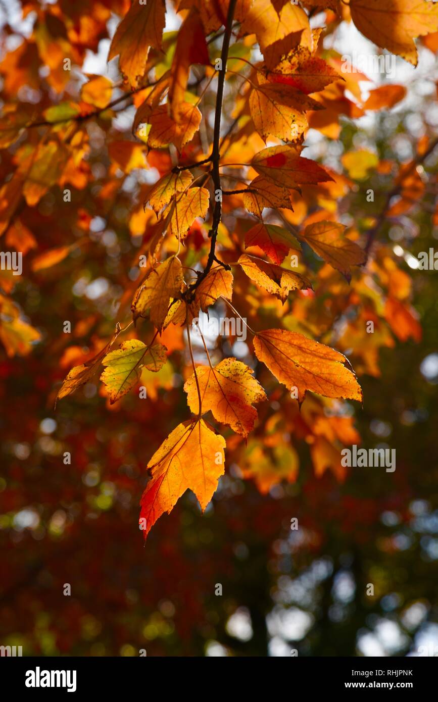 Colorful leaves tress in hi-res stock photography and images - Alamy