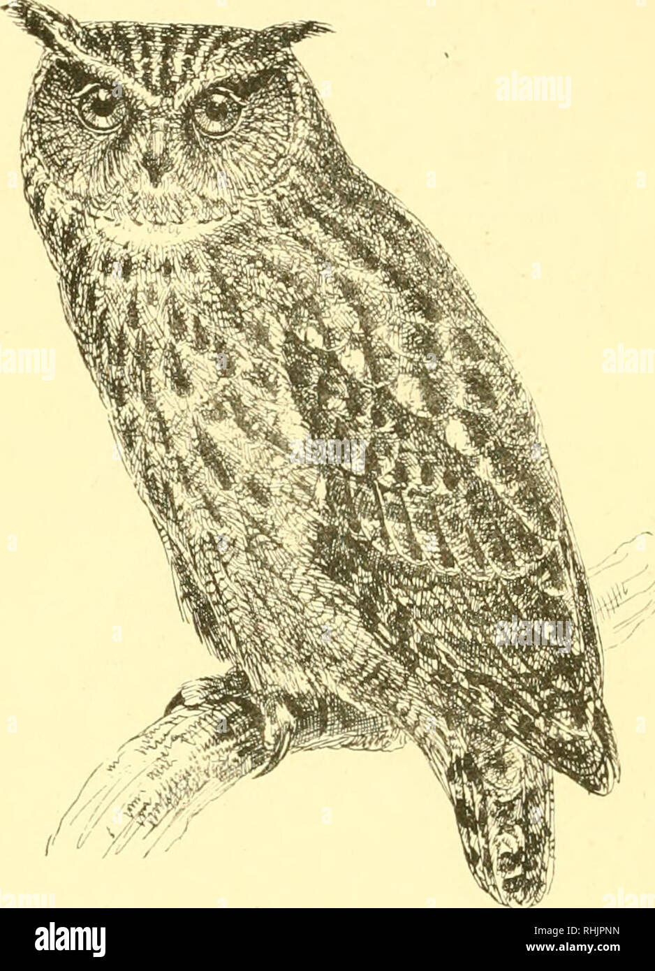 Ignavus hi-res stock photography and images - Alamy