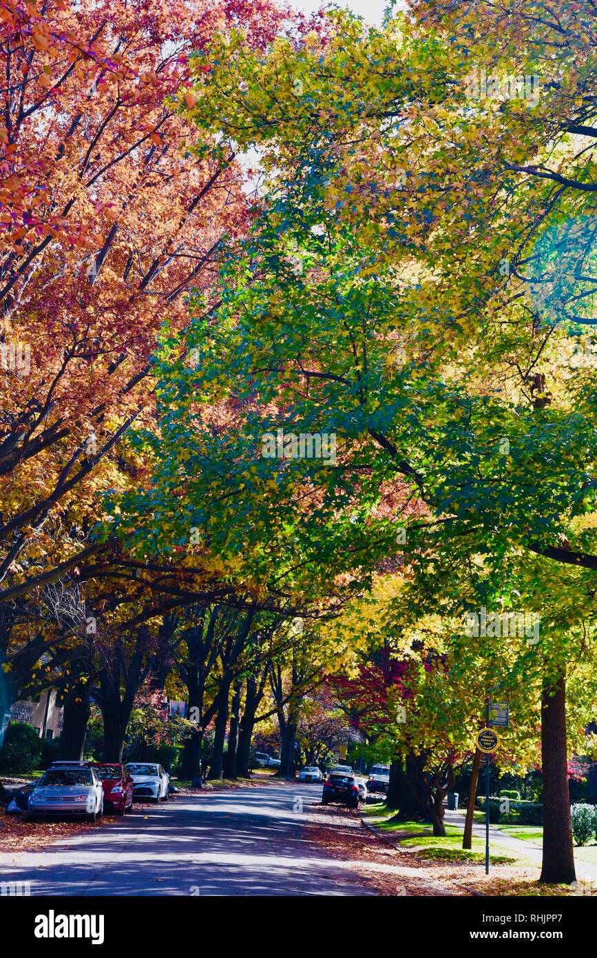 Fall tress hi-res stock photography and images - Alamy