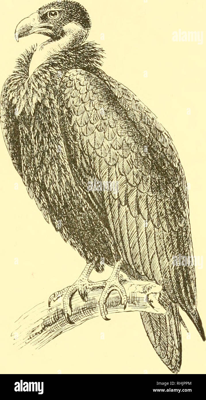 . Birds: the elements of ornithology ; with 174 illustrations whereof ...