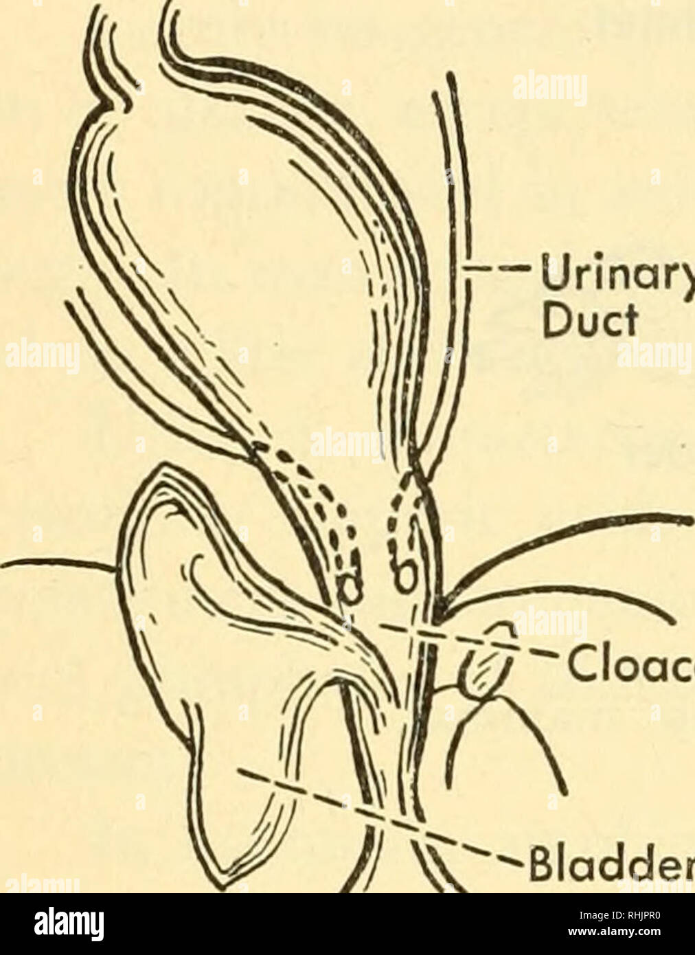 Urinary bladders hi-res stock photography and images - Alamy