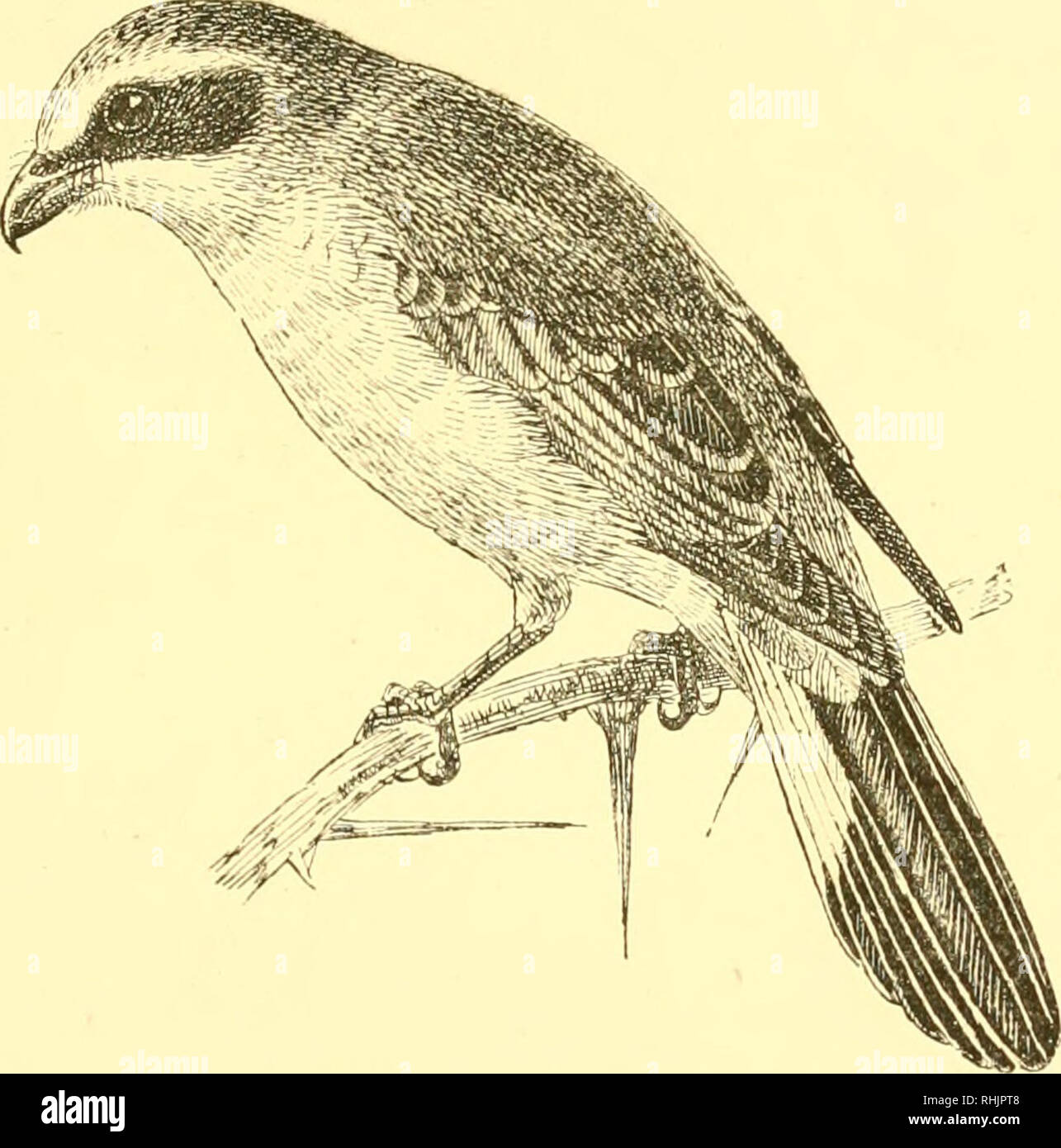 Drawings of birds of prey hi-res stock photography and images - Alamy