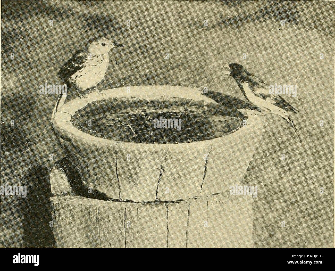 Half digested hi-res stock photography and images - Alamy